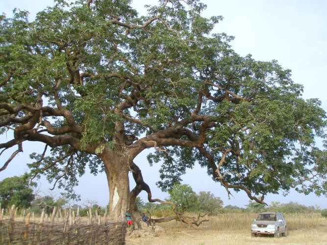 Bamadaba - Dictionnaire Bambara
