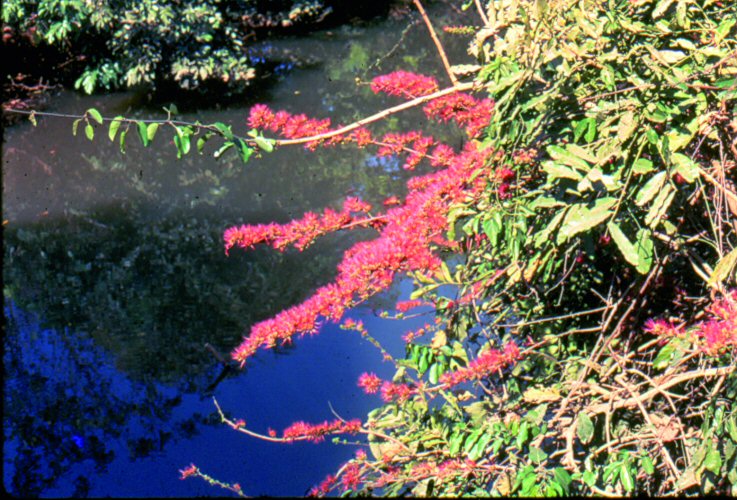 Bamadaba - Dictionnaire Bambara